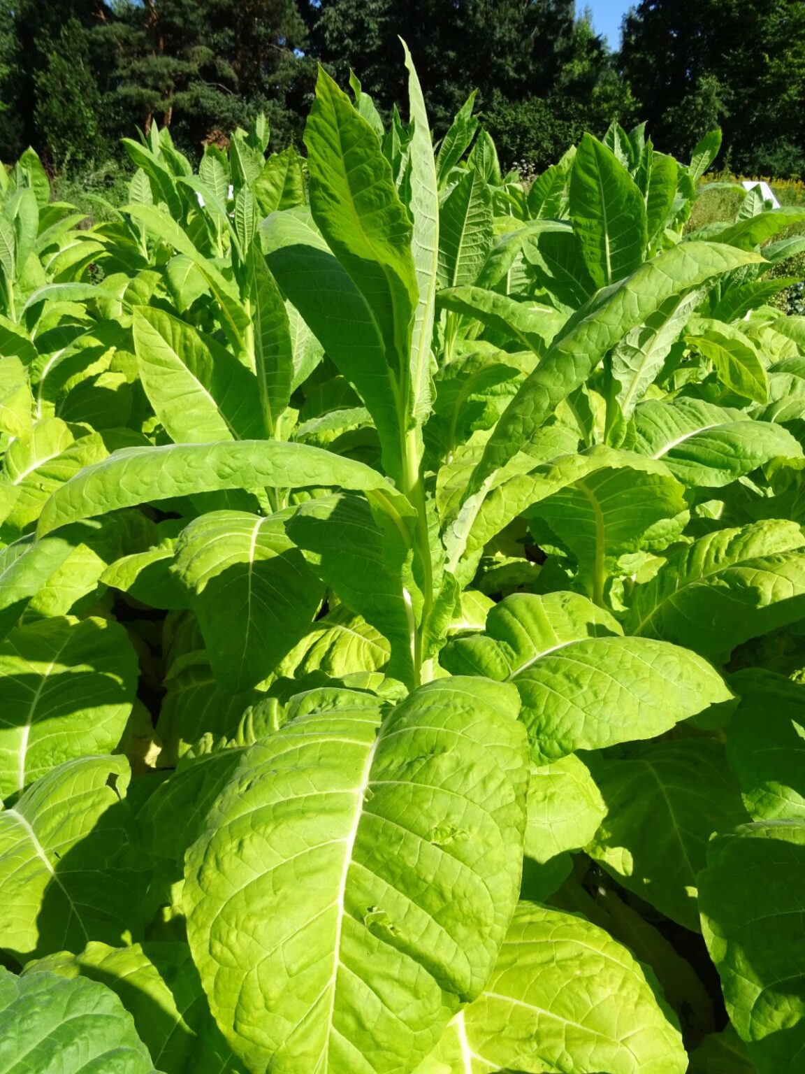 Special Tabak: Und immer wieder blüht der Tabak | > joergo.de